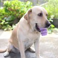 BESTSKY 2026 New Pet Toy Rubber Interactive Boredom Dog Toy Teething ...