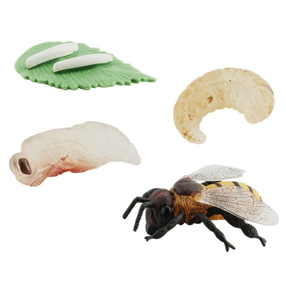 BESTSKY Fake Bugs,Multiple Life Stages Bee Growth Cycle,Clear Texture ...