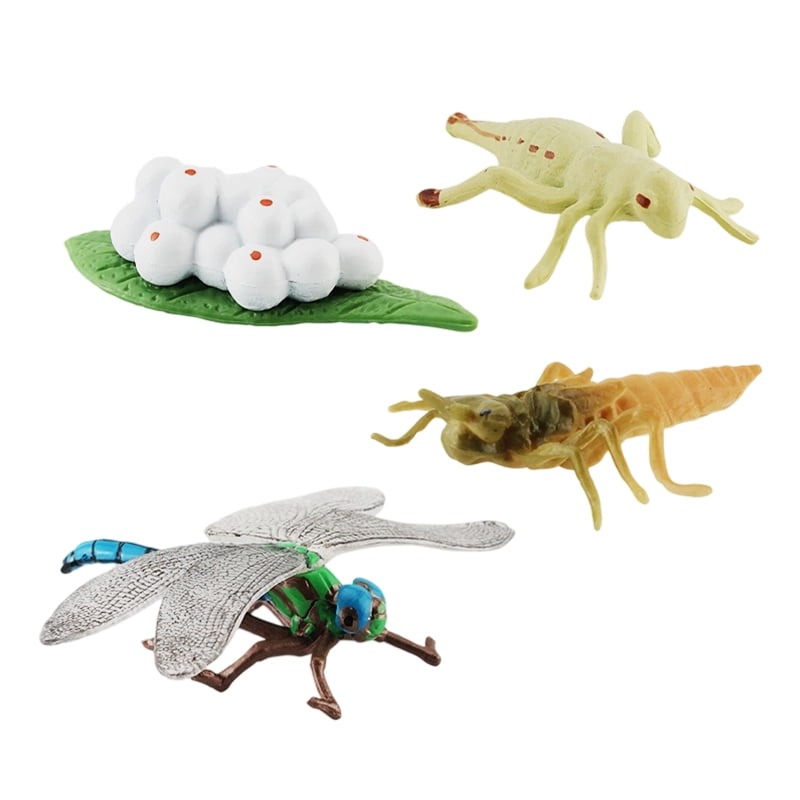 BESTSKY Insects Growth Cycle Model,Accurate Shape Dragonflies Growth ...