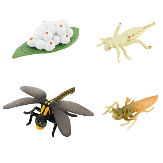 BESTSKY Insects Growth Cycle Model,Art Design Inspiration Dragonflies ...