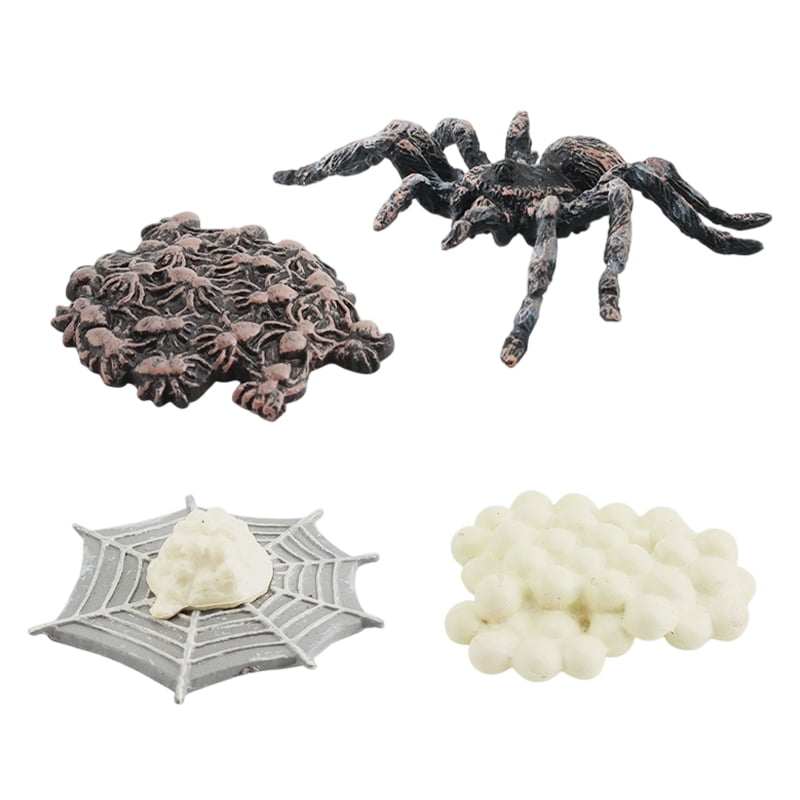 BESTSKY Insects Growth Cycle Model,Colored Pattern Spider Growth Cycle ...