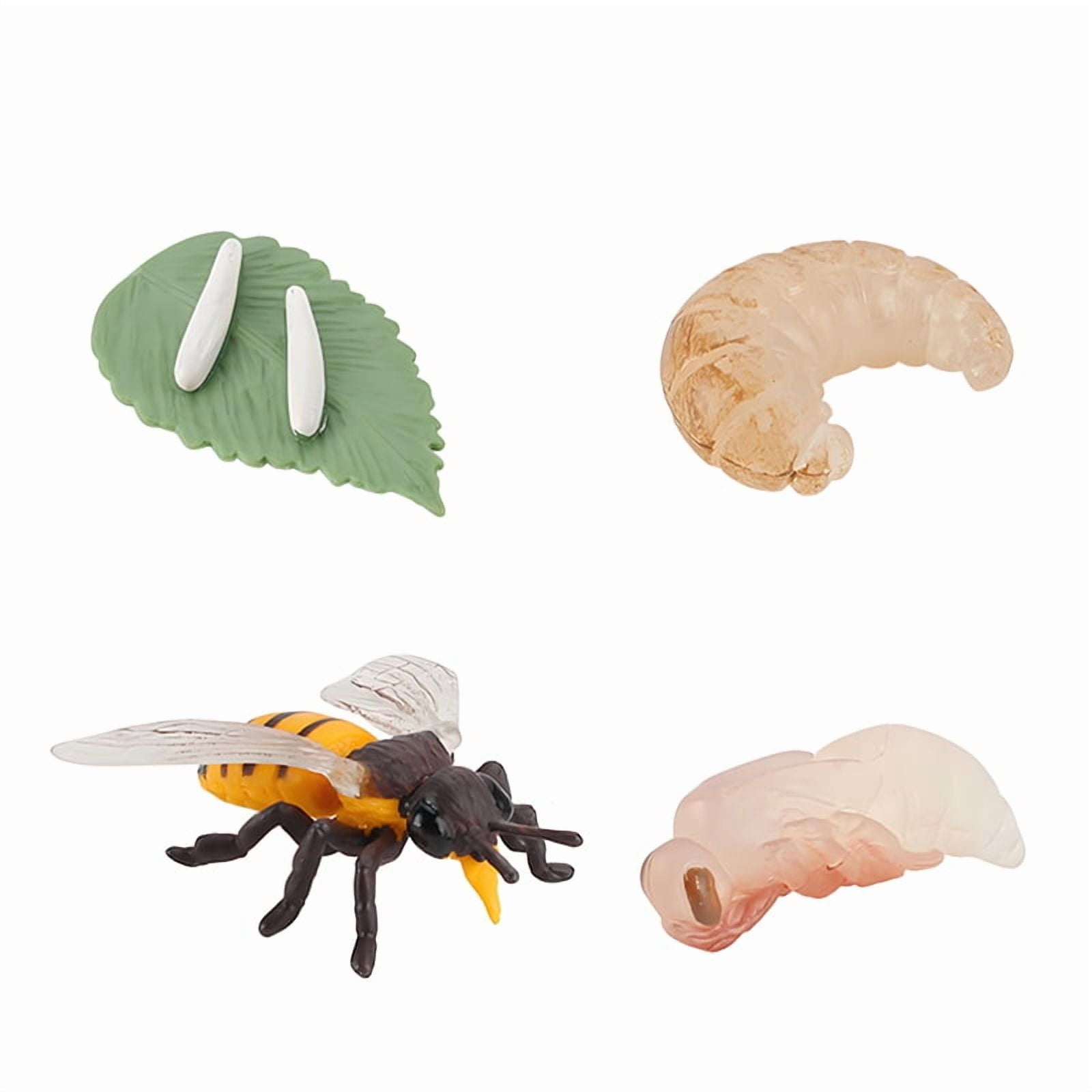 BESTSKY Insects Growth Cycle Model,Handstroke Expression Bees Growth ...