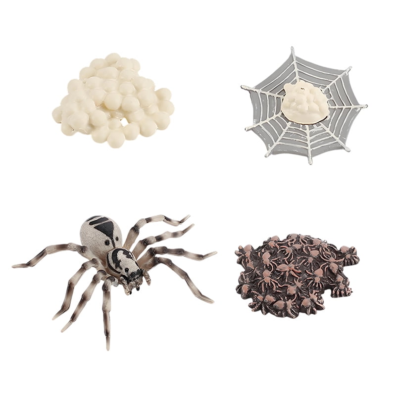 BESTSKY Insects Growth Cycle Model,Learning Initiation Item Tarantulas ...