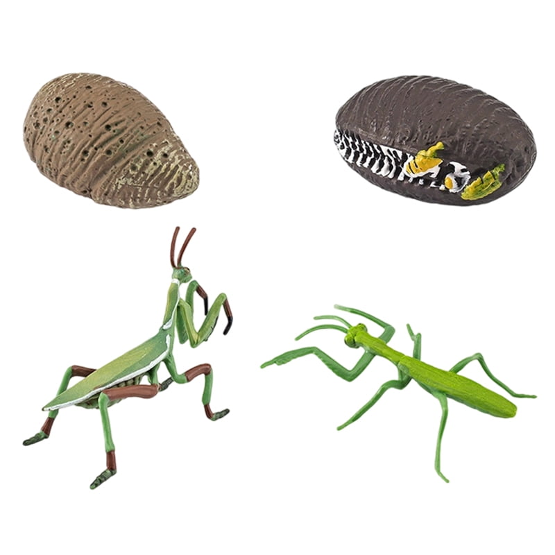 BESTSKY Insects Growth Cycle Model,Strong Spatial Visual Mantis Growth ...
