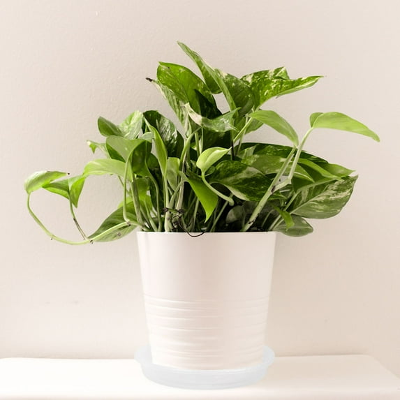 BESTYASH 10Pcs Clear Plastic Plant Saucer Trays Round Plant Plates to ...