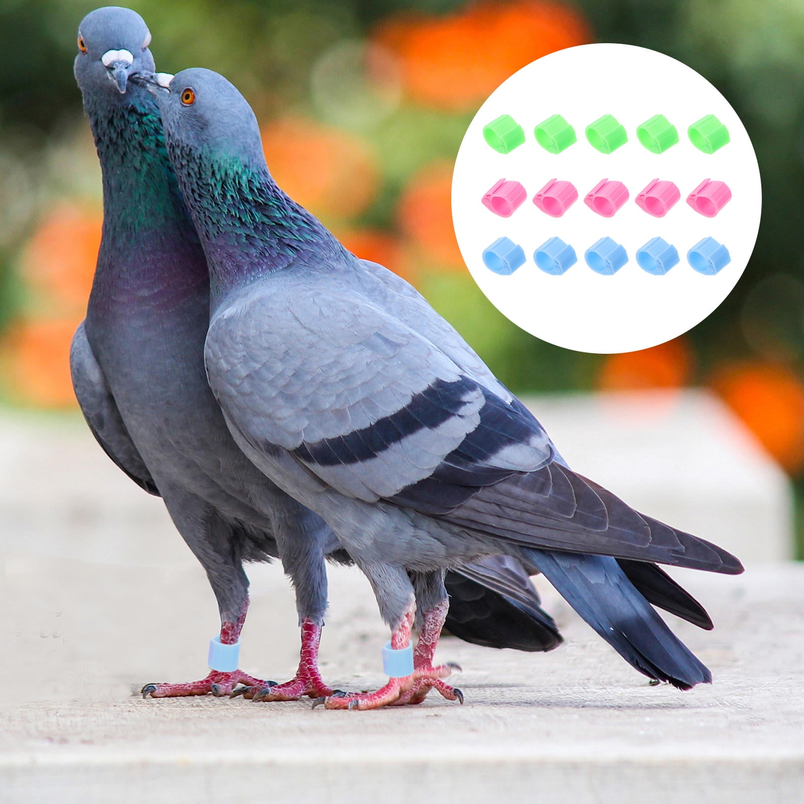 BESTYASH 20Pcs Pigeon Tags Assorted Color for Breeding and ...