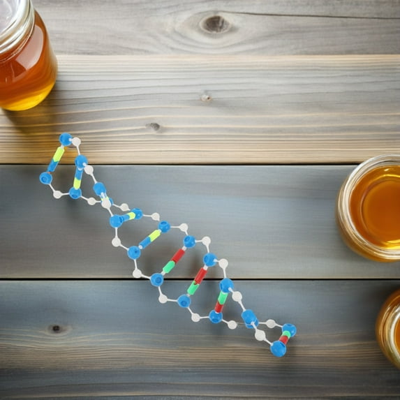 BESTYASH Dna Molecular Model with Accurate Assembly Components for ...