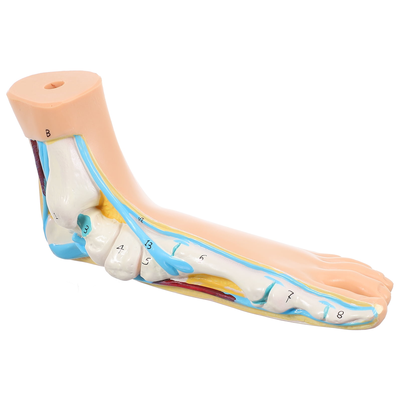 BESTYASH Human Foot Joint Model Anatomy Medical Teaching Flat Foot ...