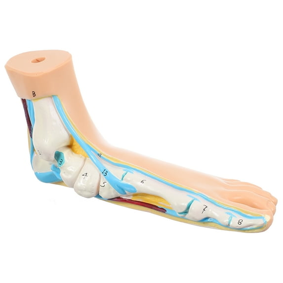 BESTYASH Human Foot Joint Model Anatomy Medical Teaching Flat Foot ...