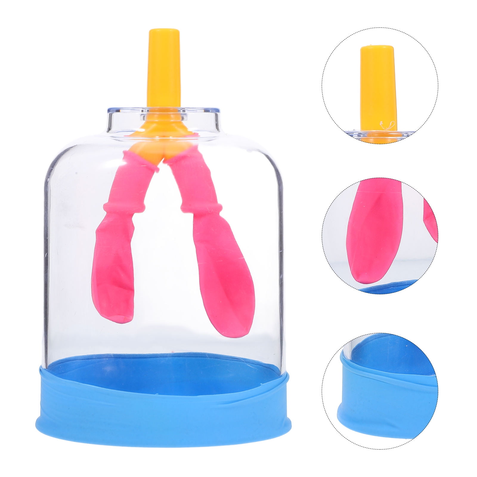 BESTYASH Human Lung Model Plastic Educational Tool Transparent for ...