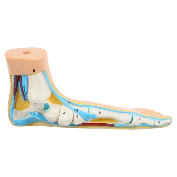 BESTYASH Beige Flat Foot Model for School Education and Medical ...