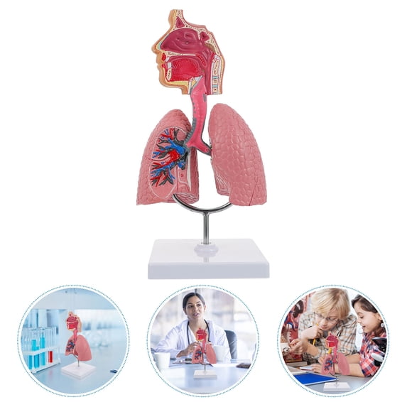 BESTYASH Vivid Respiratory Lung Model 1Pcs Realistic Breathing Model ...