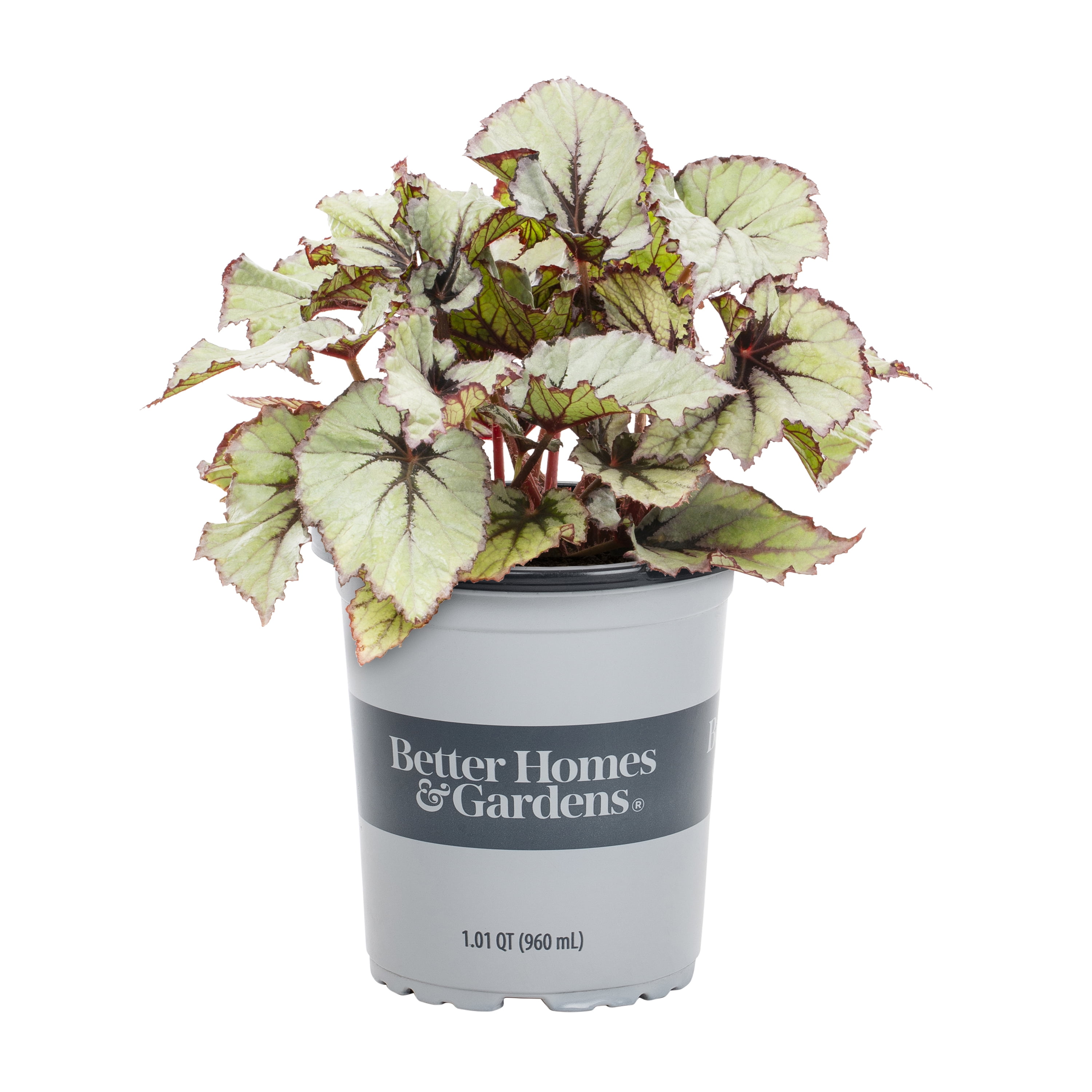 BETTER HOMES&GARDENS 2G PETCHOA - Walmart.com