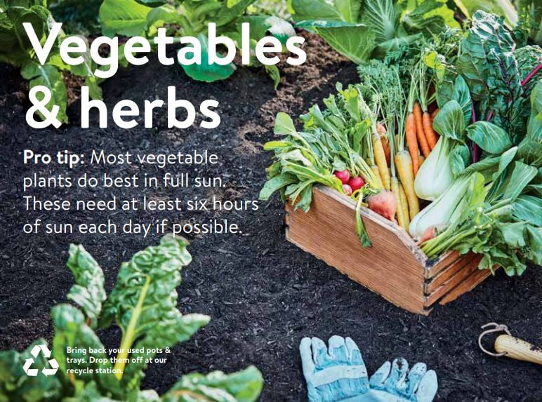 BETTER HOMES & GARDENS TOMATO ROADSTER 1.5G - Walmart.com