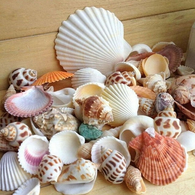 BETTERLIFE 100g Aquarium Beach Nautical DIY Shells Mixed Bulk Fashion ...