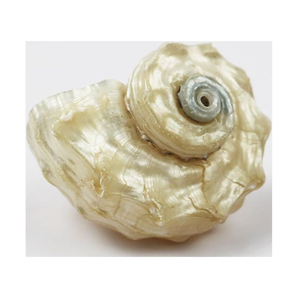 BETTERLIFE Large Frog Snail Shells Conch Natural Seashell Beach CS J6O2 ...