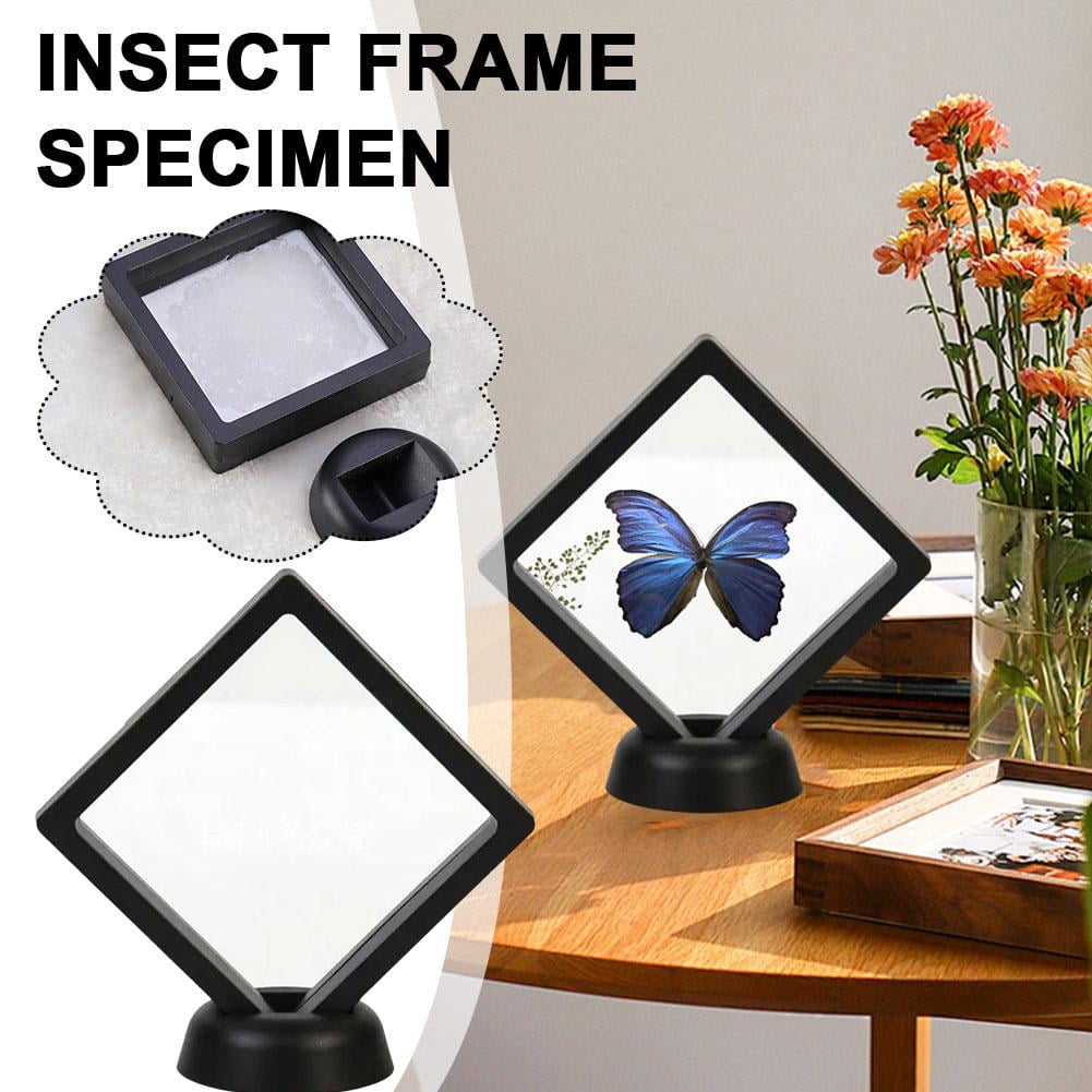 BETTERLIFE Real Giant Stag Beetle, Insect Frame Taxidermy, Dried ...