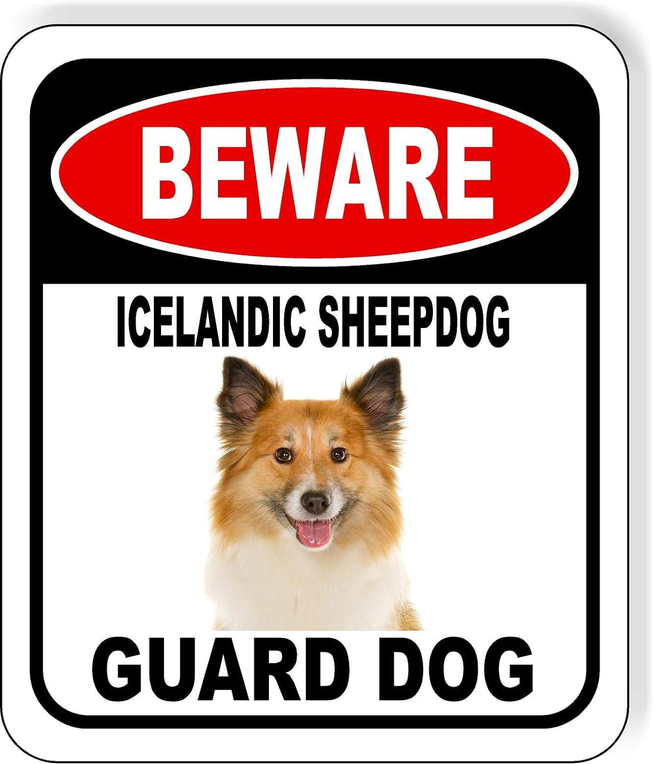 BEWARE ICELANDIC SHEEPDOG GUARD DOG Aluminum Composite Outdoor Sign 8 ...