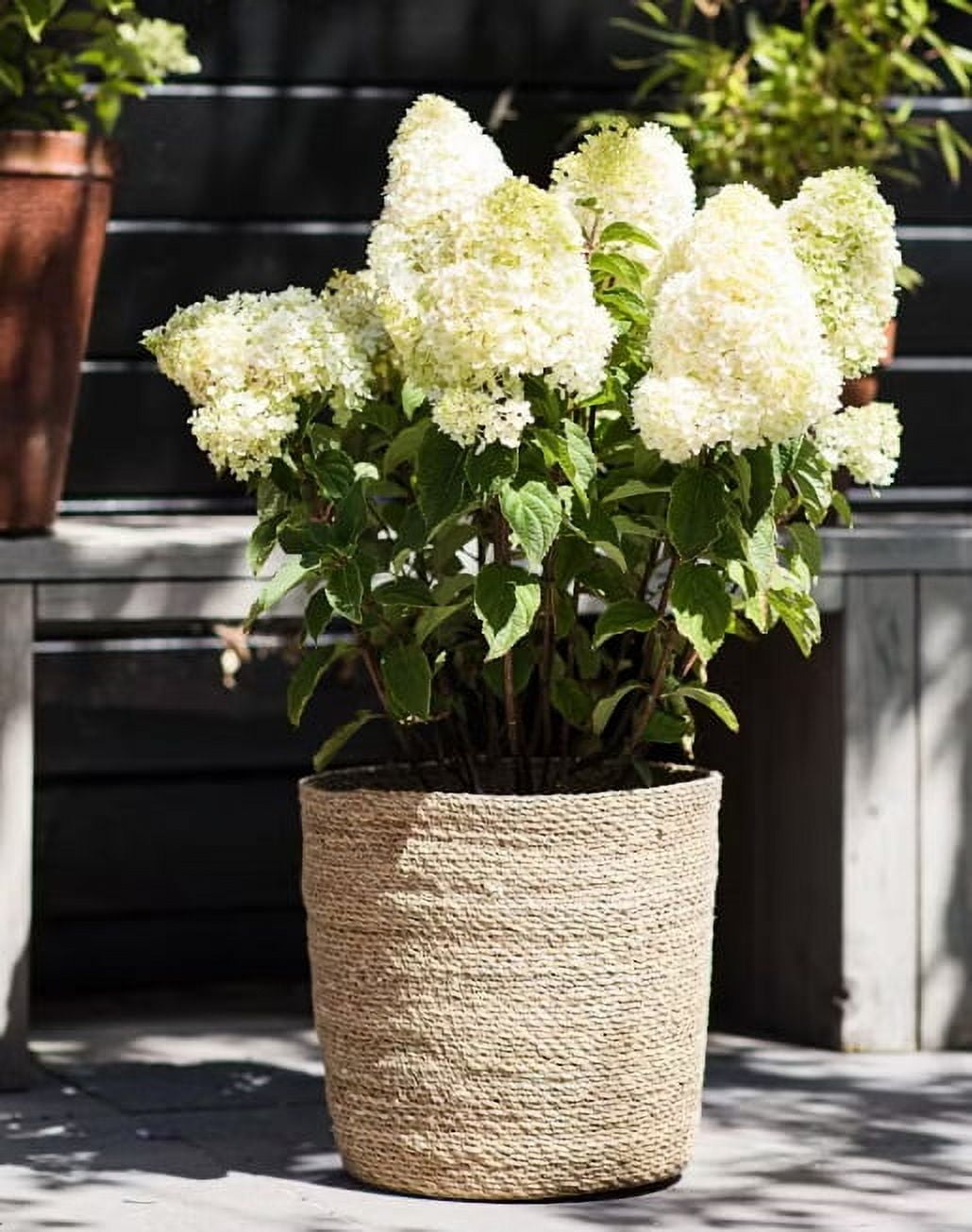 Better Homes and Gardens Hydrangea 'Living Sugar Rush' 1.5 gal Potted ...