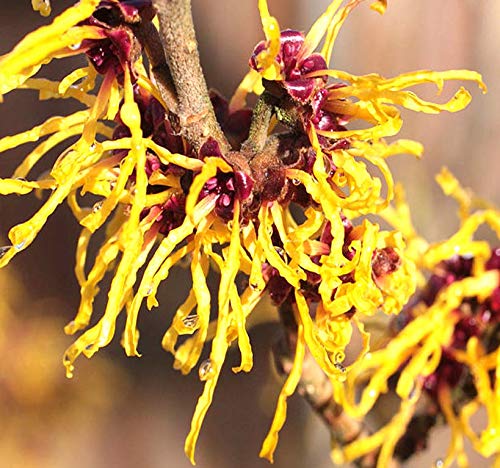 BIG PACK - (100) Witch Hazel Seeds - Hamamelis virginiana American ...