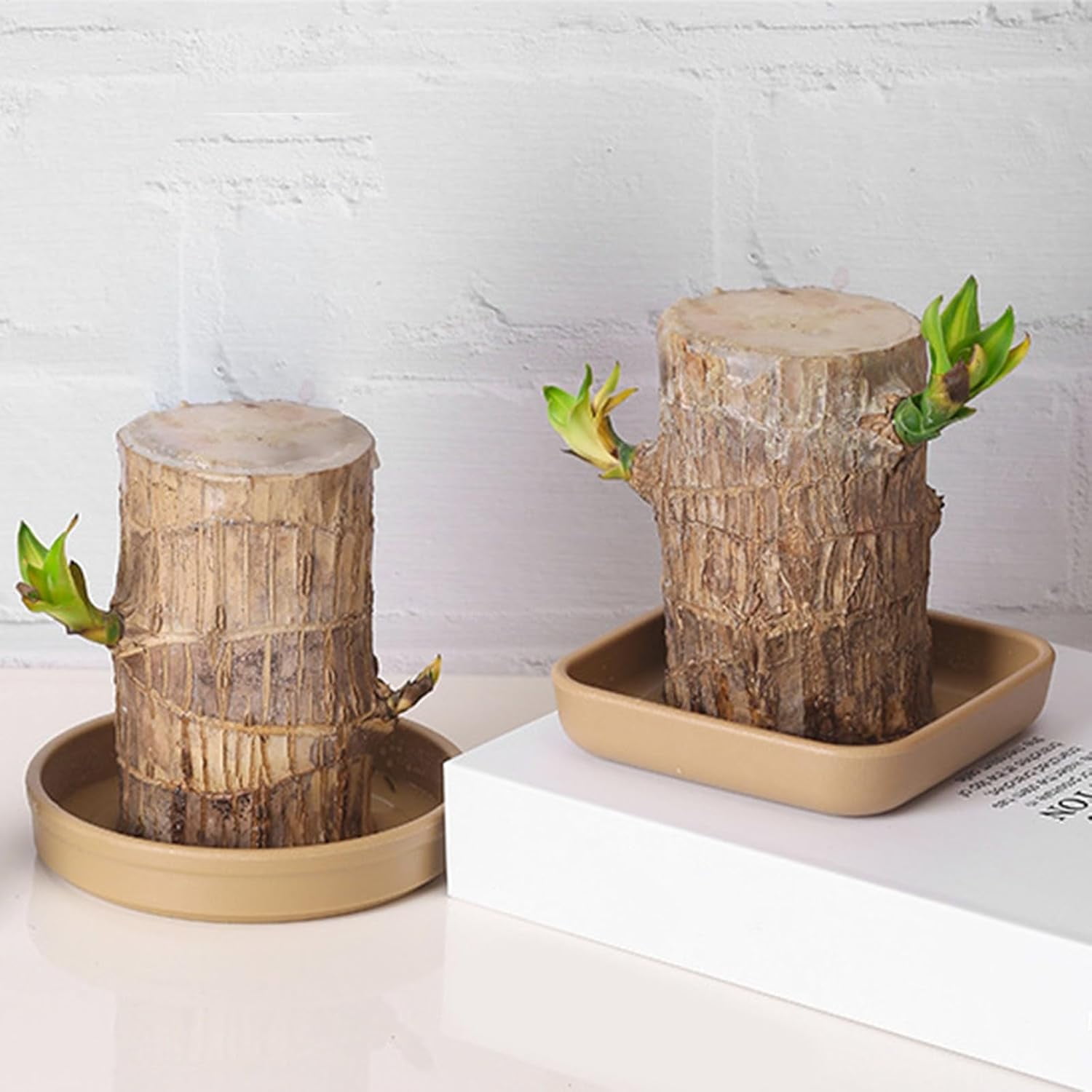 BINGTAOHU Brazilian Wood Plant Pallet, Brazilwood Plant Home Decor ...