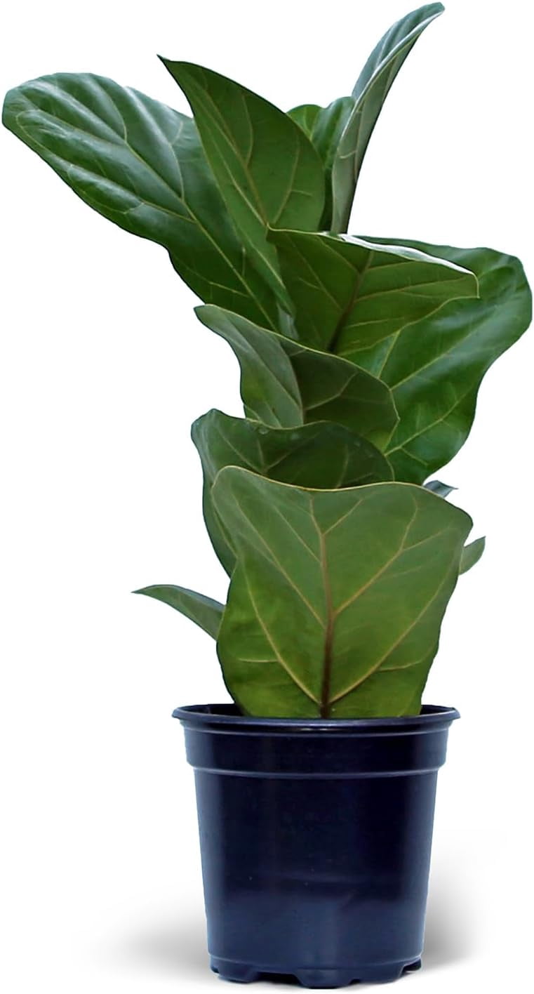 BLOSSOM BOOM GARDEN CENTER 10" Ficus Lyrata Live Plant, 4" Pot ...