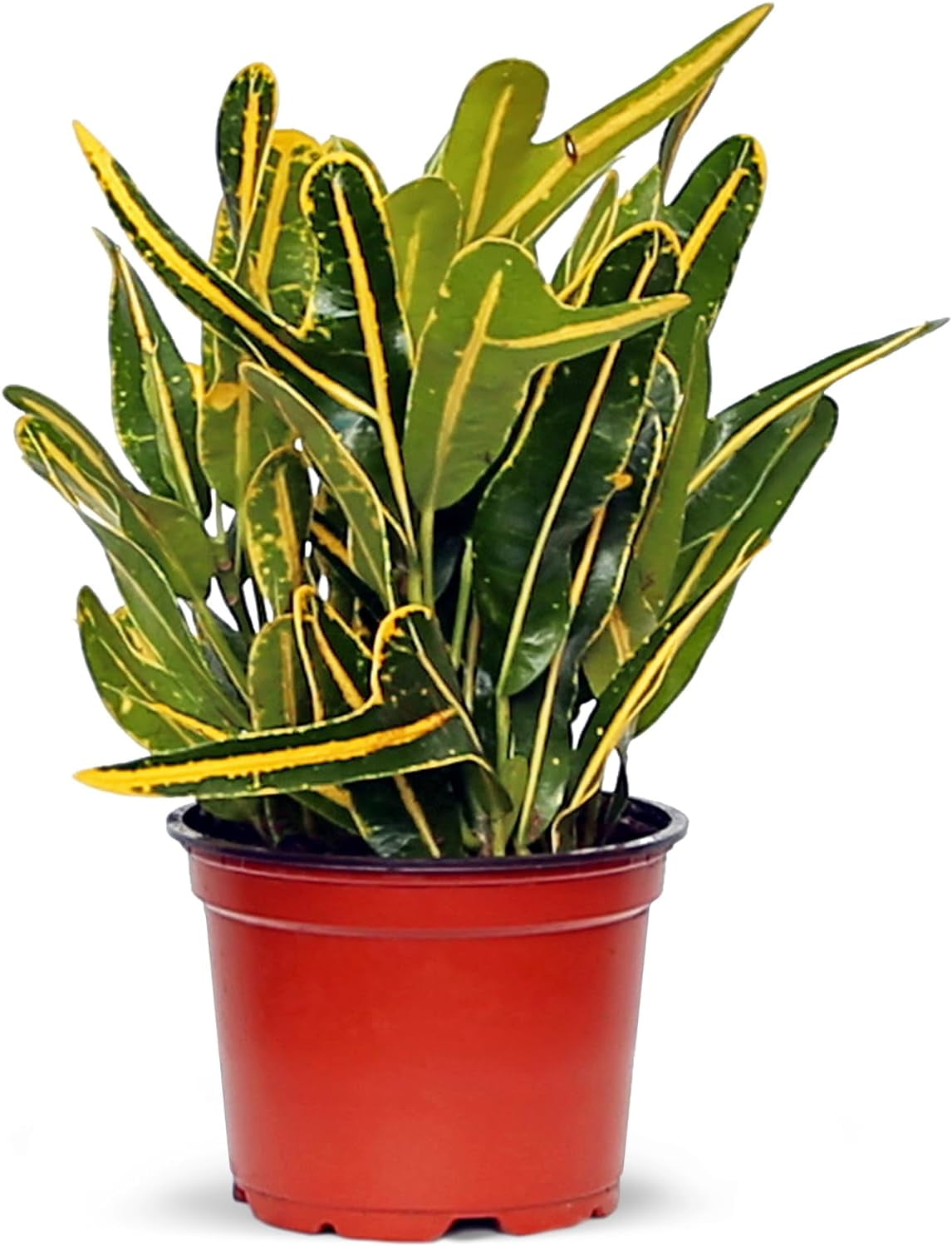 BLOSSOM BOOM GARDEN CENTER 12" Variegated Banana Croton Live Plant in 4 ...