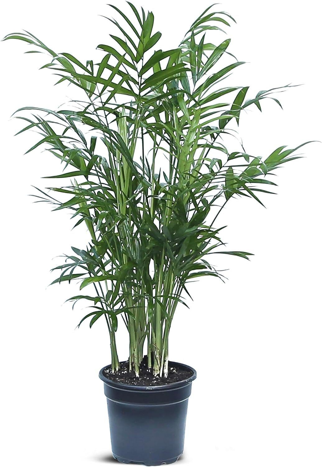 "Live Indoor Parlor Palm, Perfect for Gifts, Fully Rooted in 4"" Pot ...