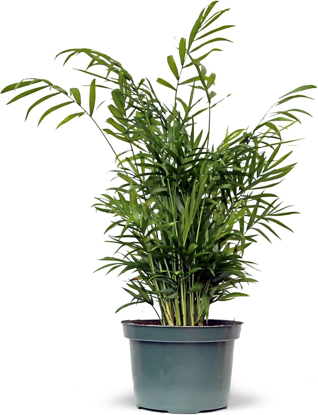 BLOSSOM BOOM GARDEN CENTER 18" Parlor Palm Live Plants in 6" Pots ...