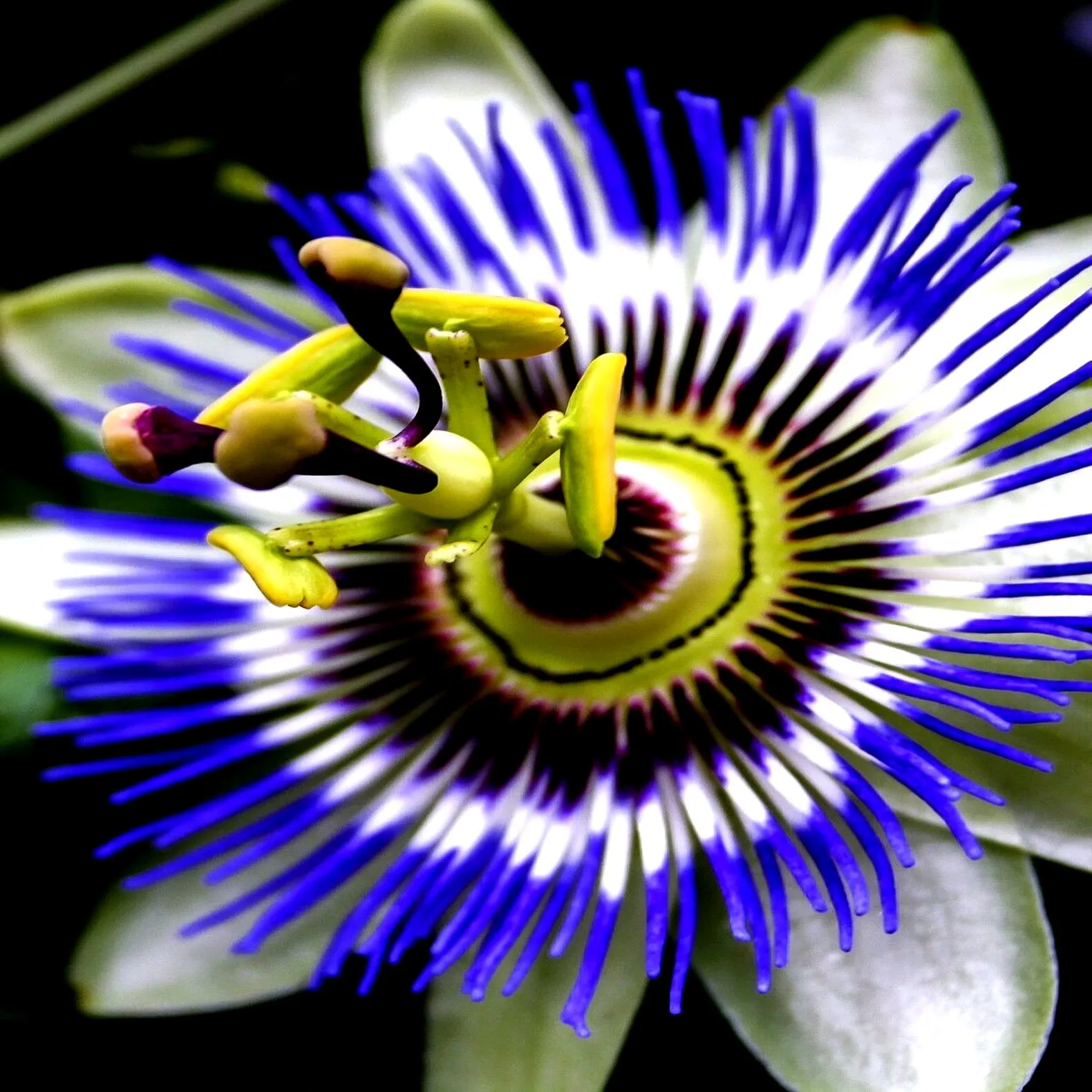 Blue Passion Flower Seeds Climber Vine Fruit Plant Hummingbirds And Butterflies 80 Seeds