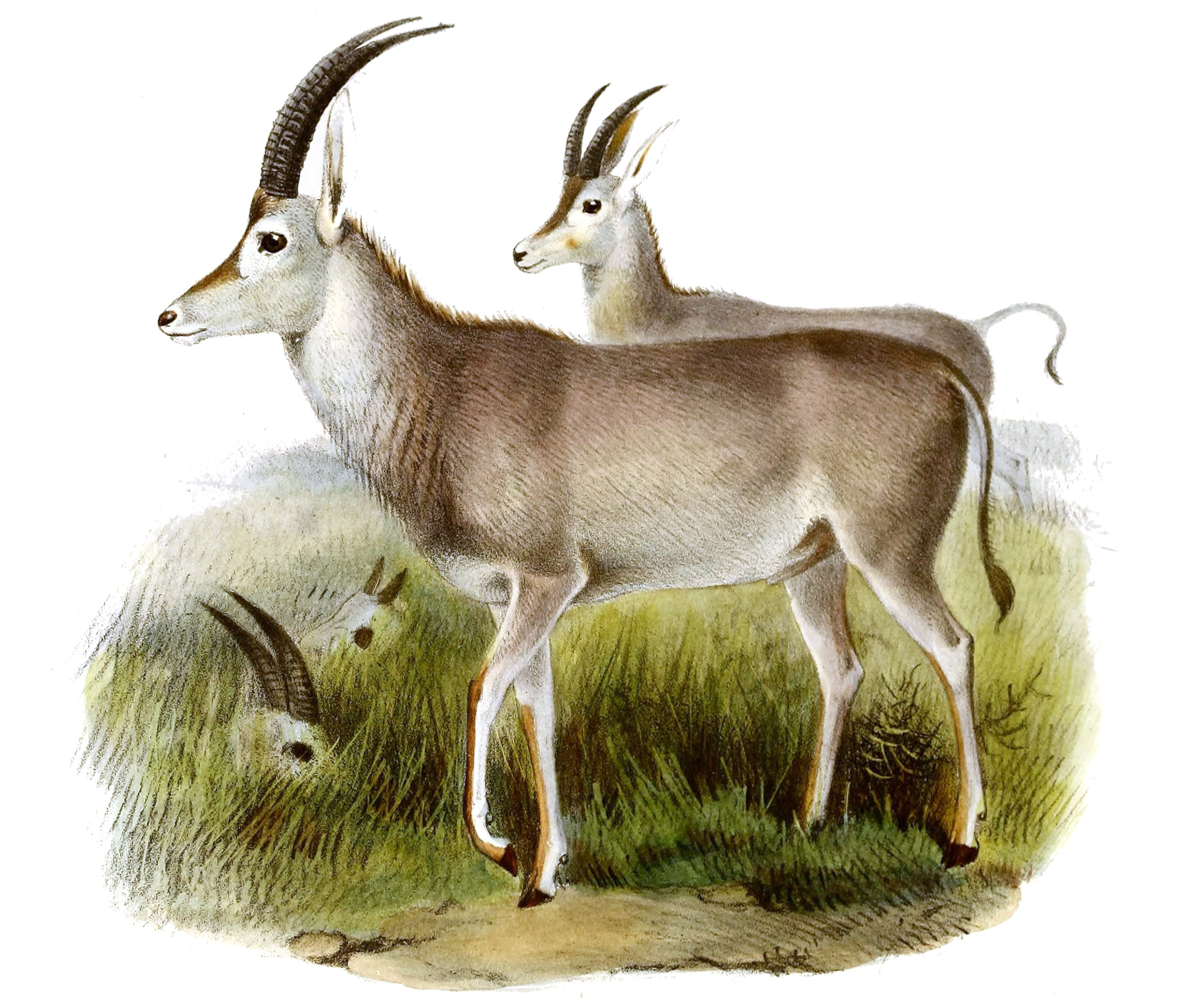 Bluebuck Blue Antelope Africa Glossy Poster Picture Photo Print Banner ...