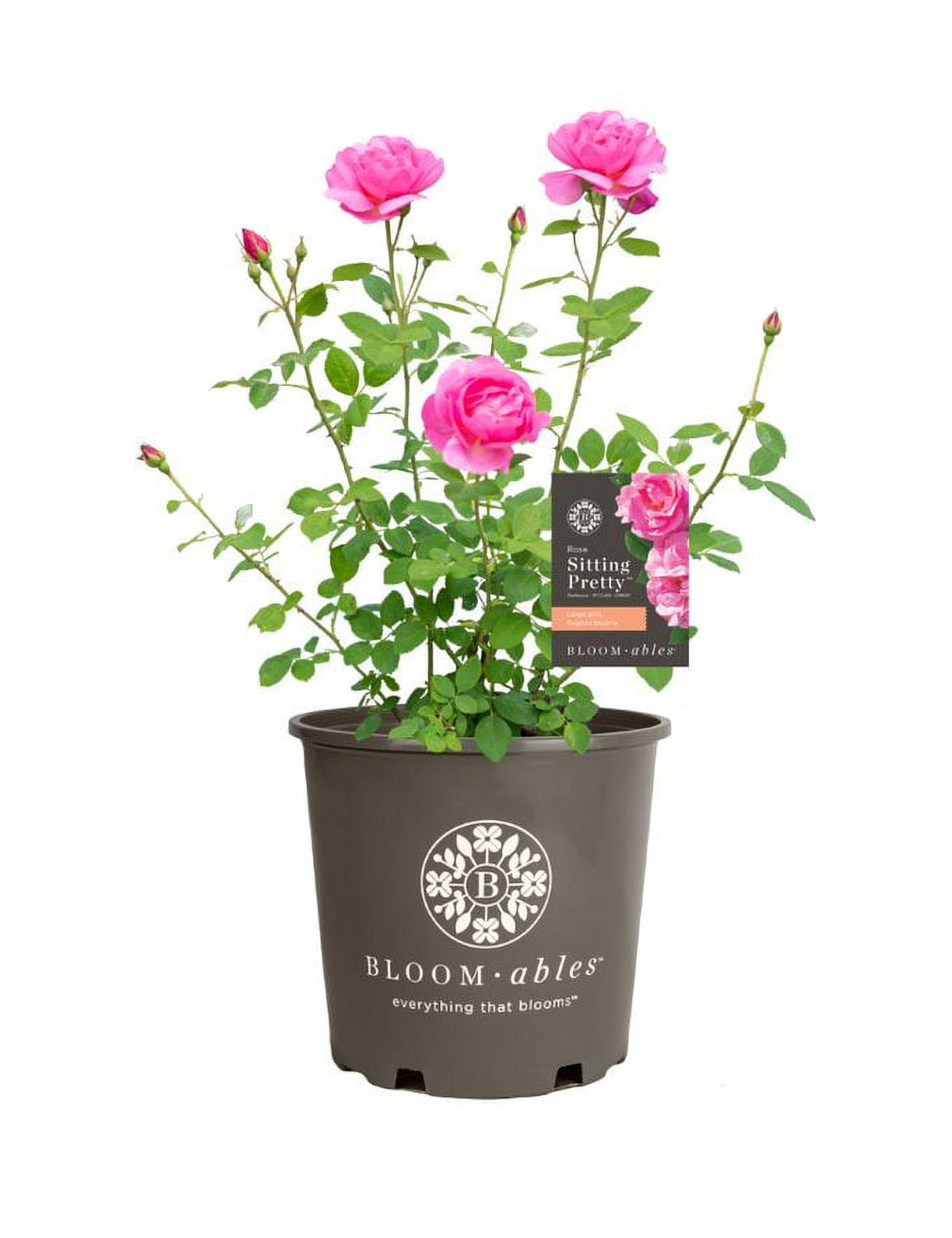 BM Rose Sitting Pretty Full Sun; Pink Blooms; Large Blooms - Walmart.com