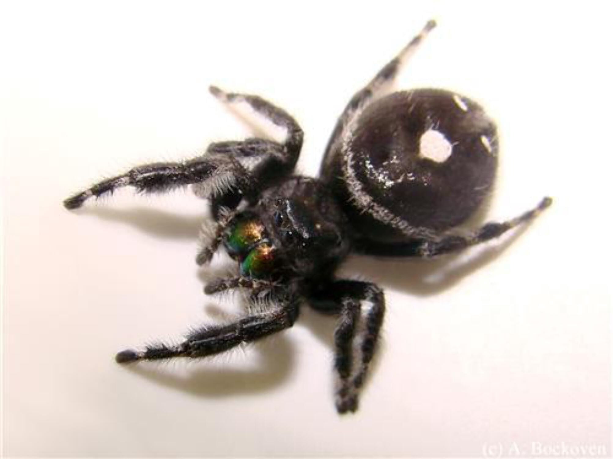 BOLD JUMPING SPIDER GLOSSY POSTER PICTURE PHOTO daring man legs eyes ...
