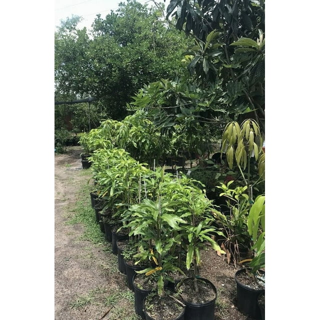 BOMBAY Grafted Rare MANGO Tree 3Gal Pot Ready To Fruit Ship UPS ...