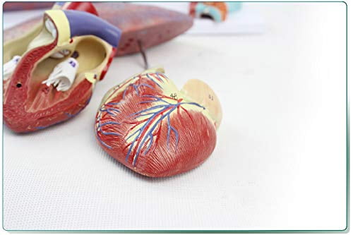 BONEW Human Medical Chest/Throat Anatomy Larynx Heart and Lung ...