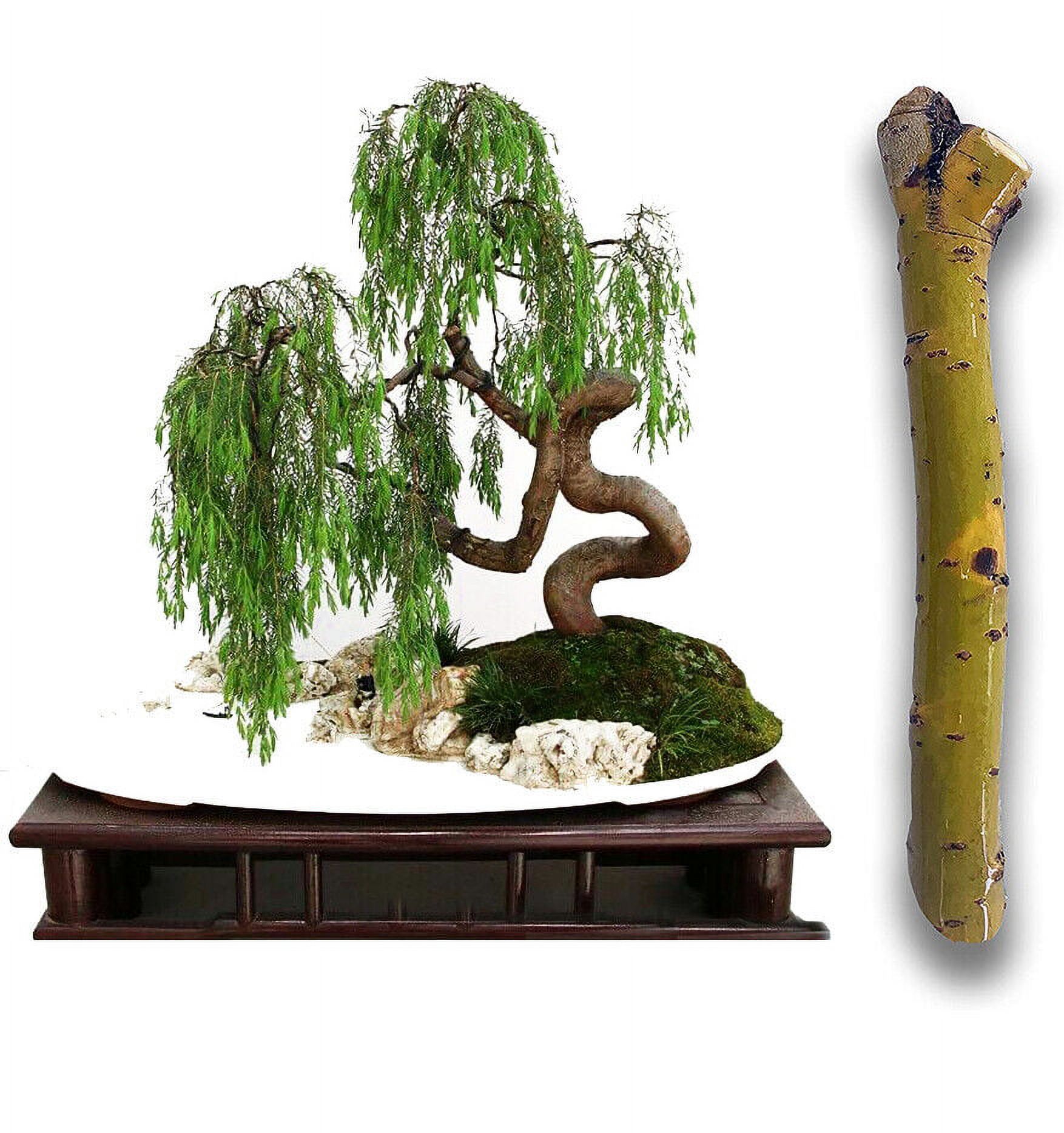 BONSAI Australian Willow CUTTING START! Tree Cutting Thick Trunk Start ...