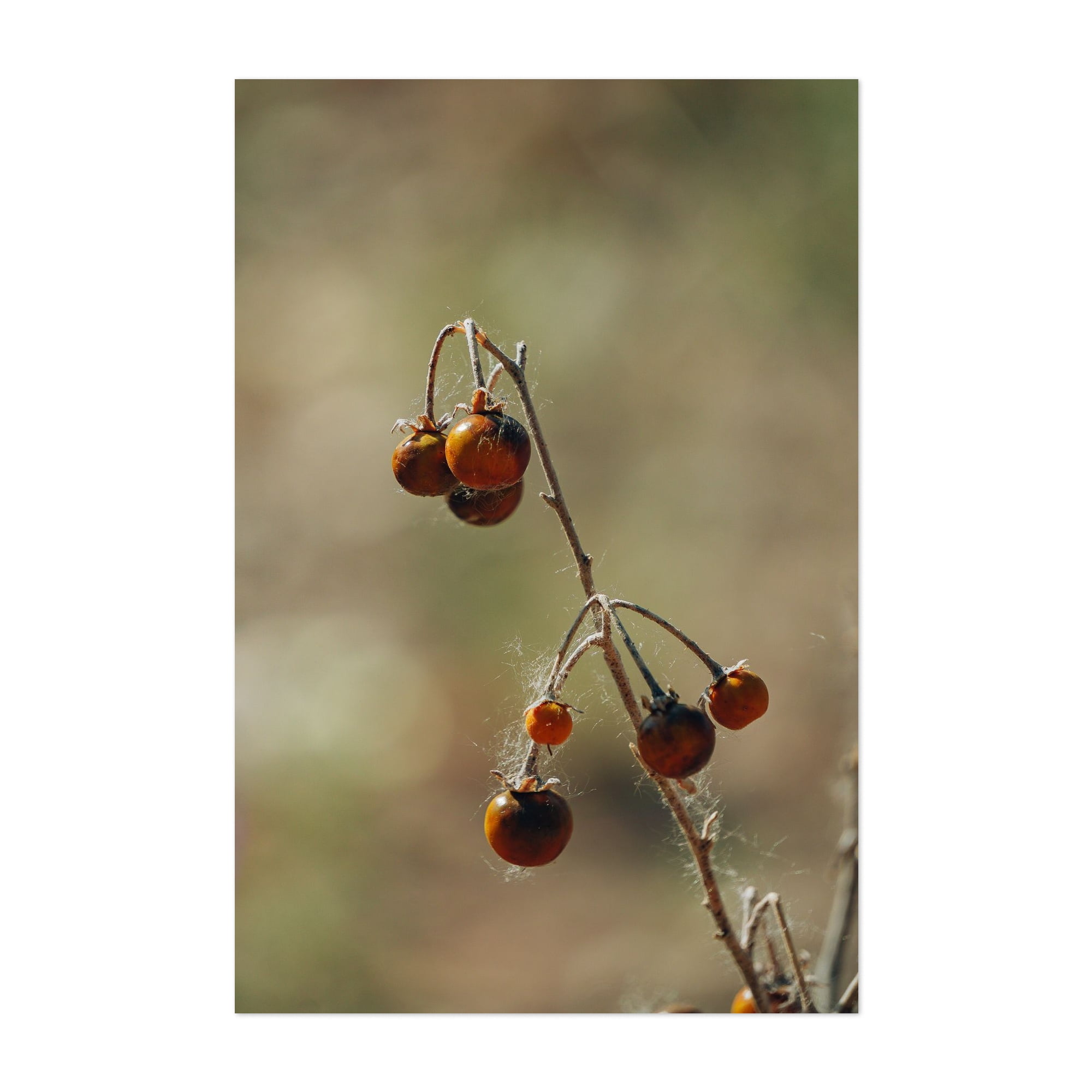 BOSQUE BERRIES - Albuquerque New Mexico Photography Nature Botanical ...