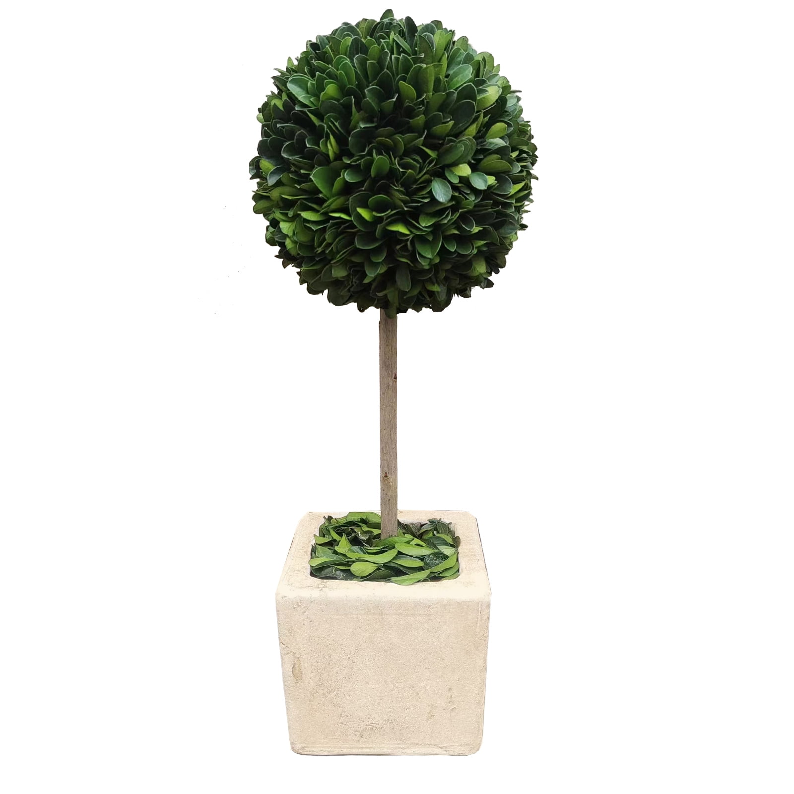 BOXWOOD WORLD Preserved Boxwood Ball Topiary for House Decor Potted ...