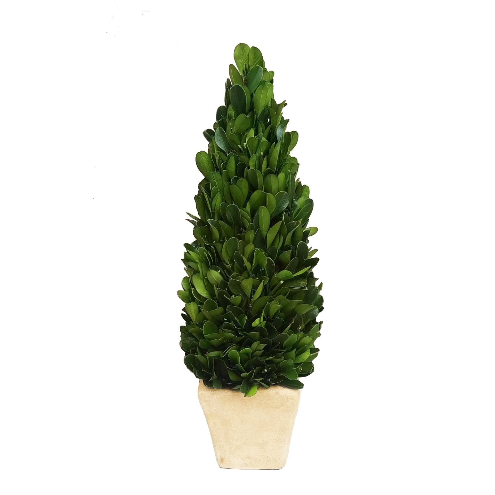 BOXWOOD WORLD Preserved Boxwood Cone Topiary in Planter Home Decor ...