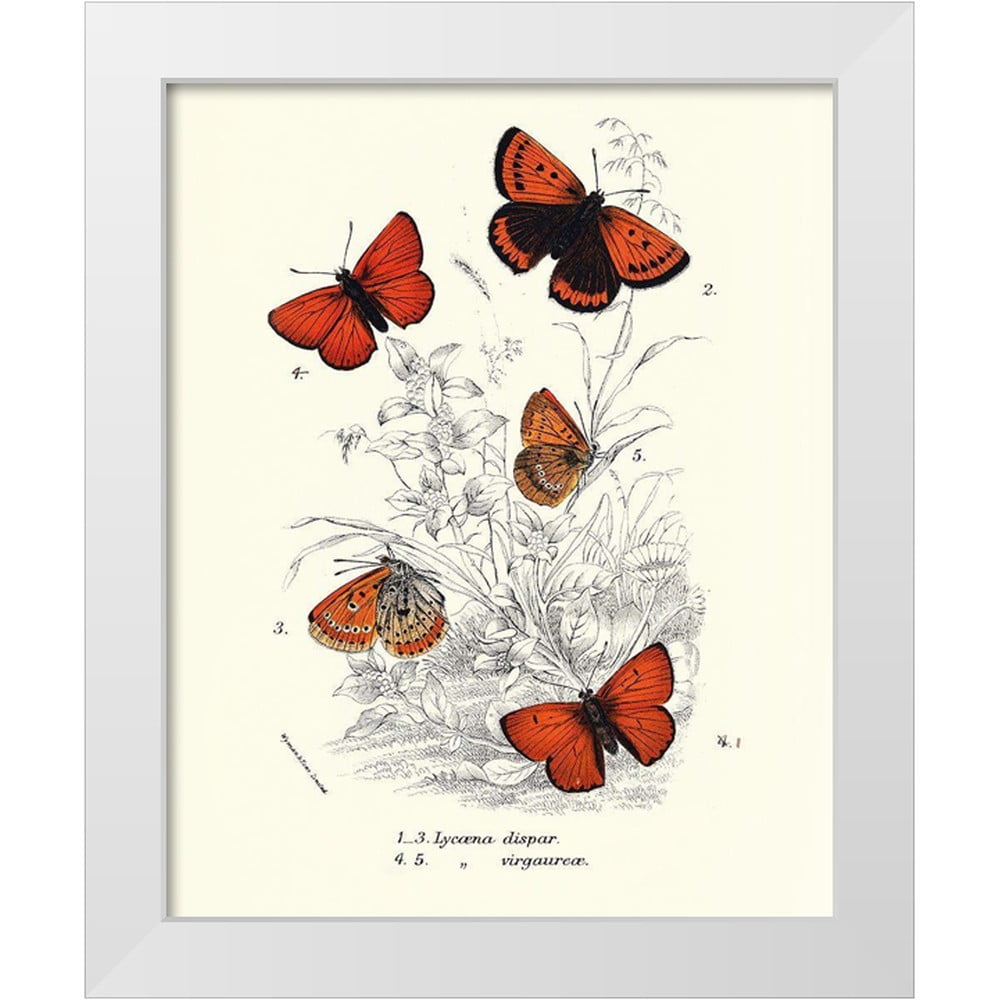 BRAUN Studio 12x14 White Modern Wood Framed Museum Art Print Titled ...