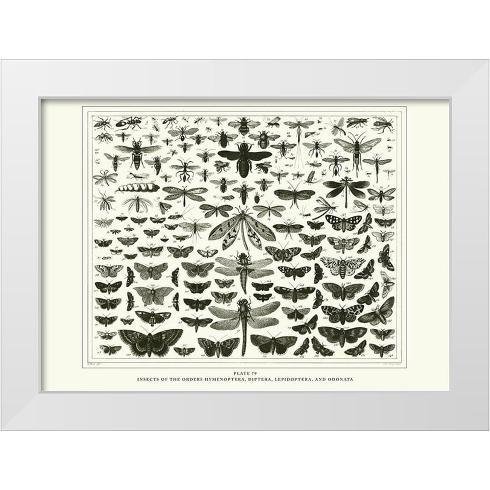 BRAUN Studio 18x14 White Modern Wood Framed Museum Art Print Titled ...