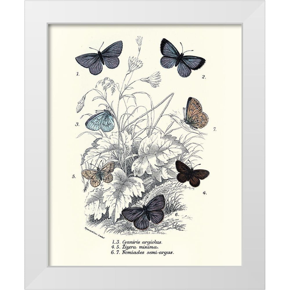BRAUN Studio 26x32 White Modern Wood Framed Museum Art Print Titled ...