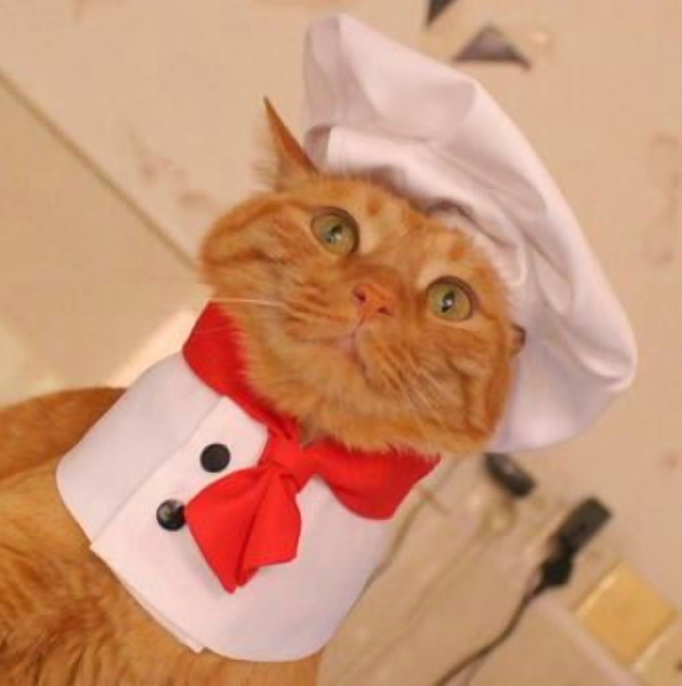 BRIGHTFUFU 1 Set Cute Dog Costume with Pet Kitchen Outfit, Cotton ...