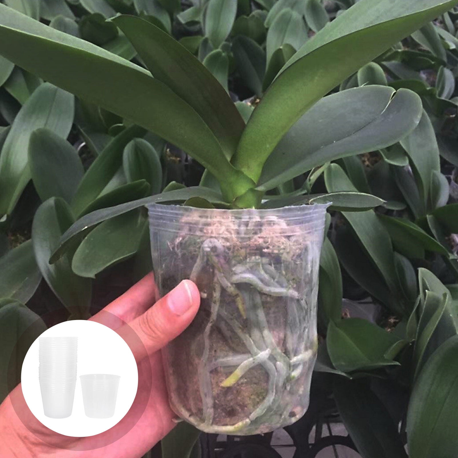 BRIGHTFUFU 36Pcs Practical Transparent Planting Cups with Root ...