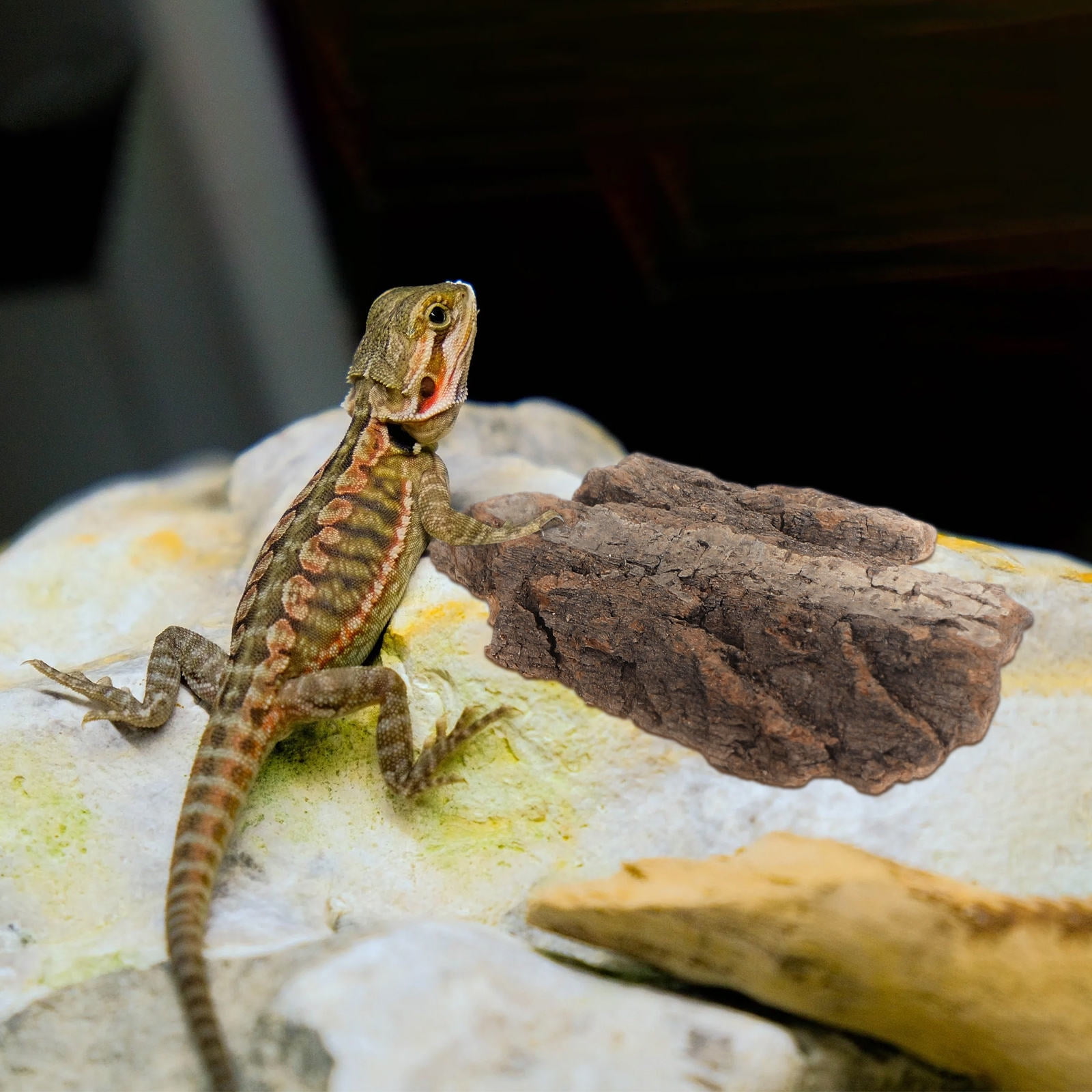 BRIGHTFUFU 4Set Tree Bark Decor Irregular Shape Basking Platform for ...