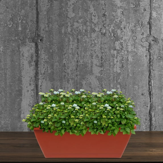 BRIGHTFUFU Set of 6 Dark Red Plastic Flower Pots for Home Gardening and ...