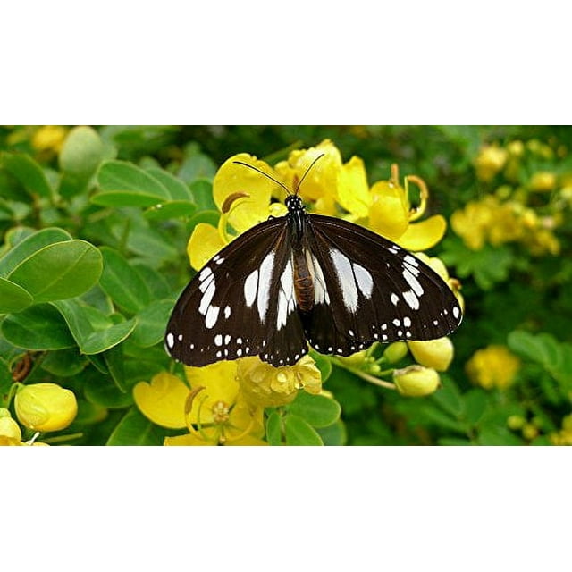 Exotic Cactus Collection Cassia Alata Medicinal Senna Candle Bush Tree ...