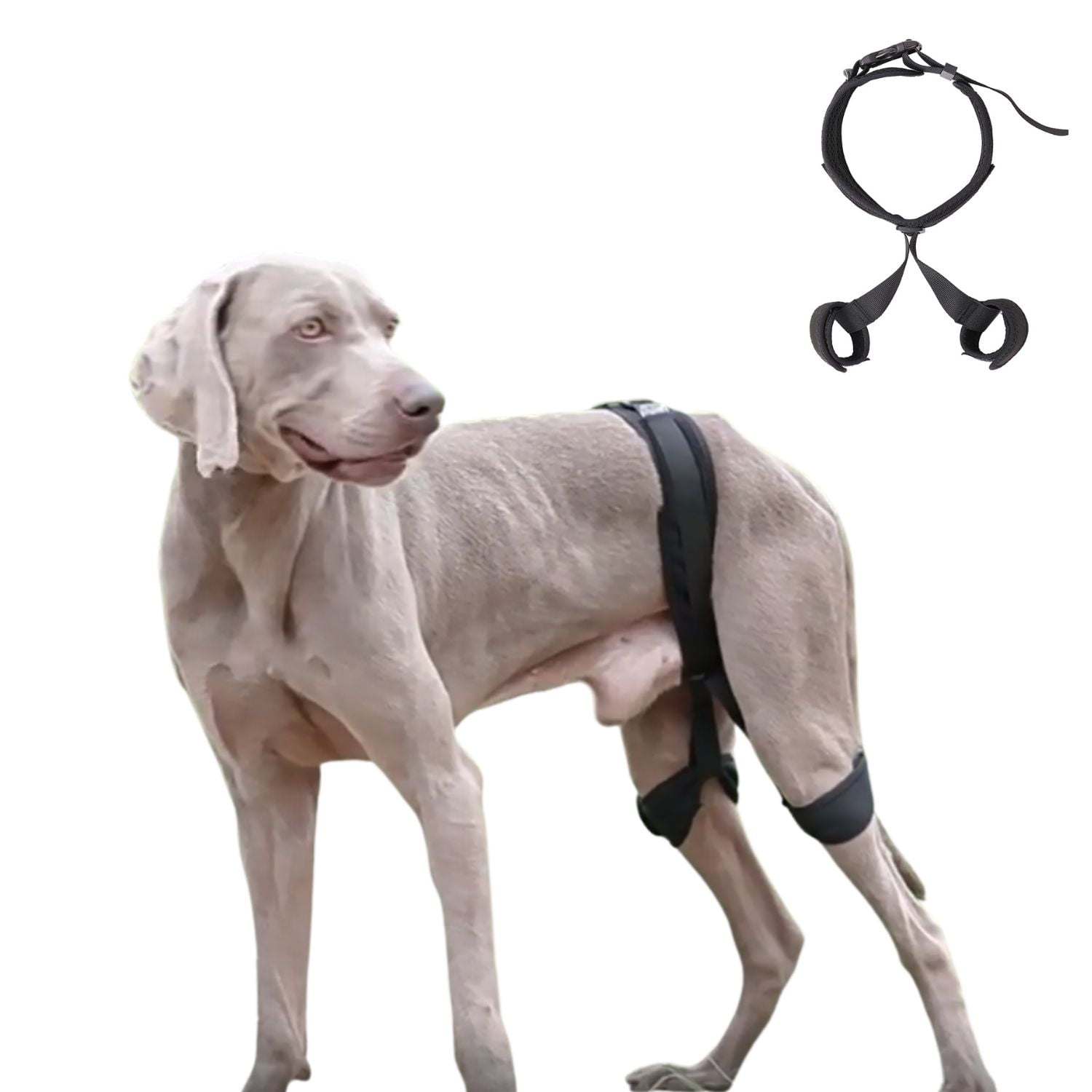 Dog Knee Brace For Support With Cruciate Ligament Injury, Joint Pain ...
