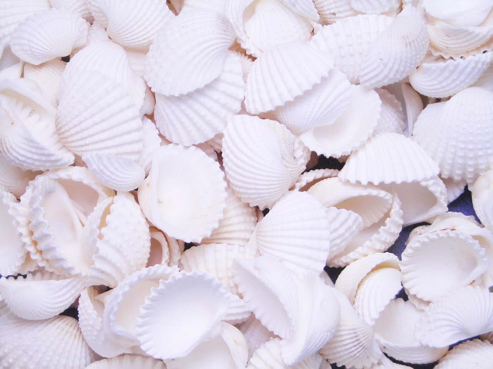 BULK 2 lbs (1000+) Tiny White Ark Shells Seashell 1/2"-3/4" Beach ...
