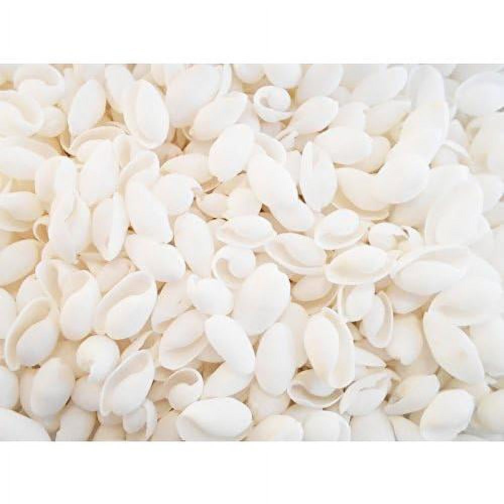 BULK 200 Small White Bubble Shells (3/4" - 1 1/4") Beach Wedding Crafts ...